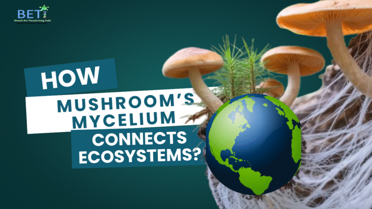 Discovering the Hidden World Beneath Our Feet: How Mushroom’s Mycelium ...